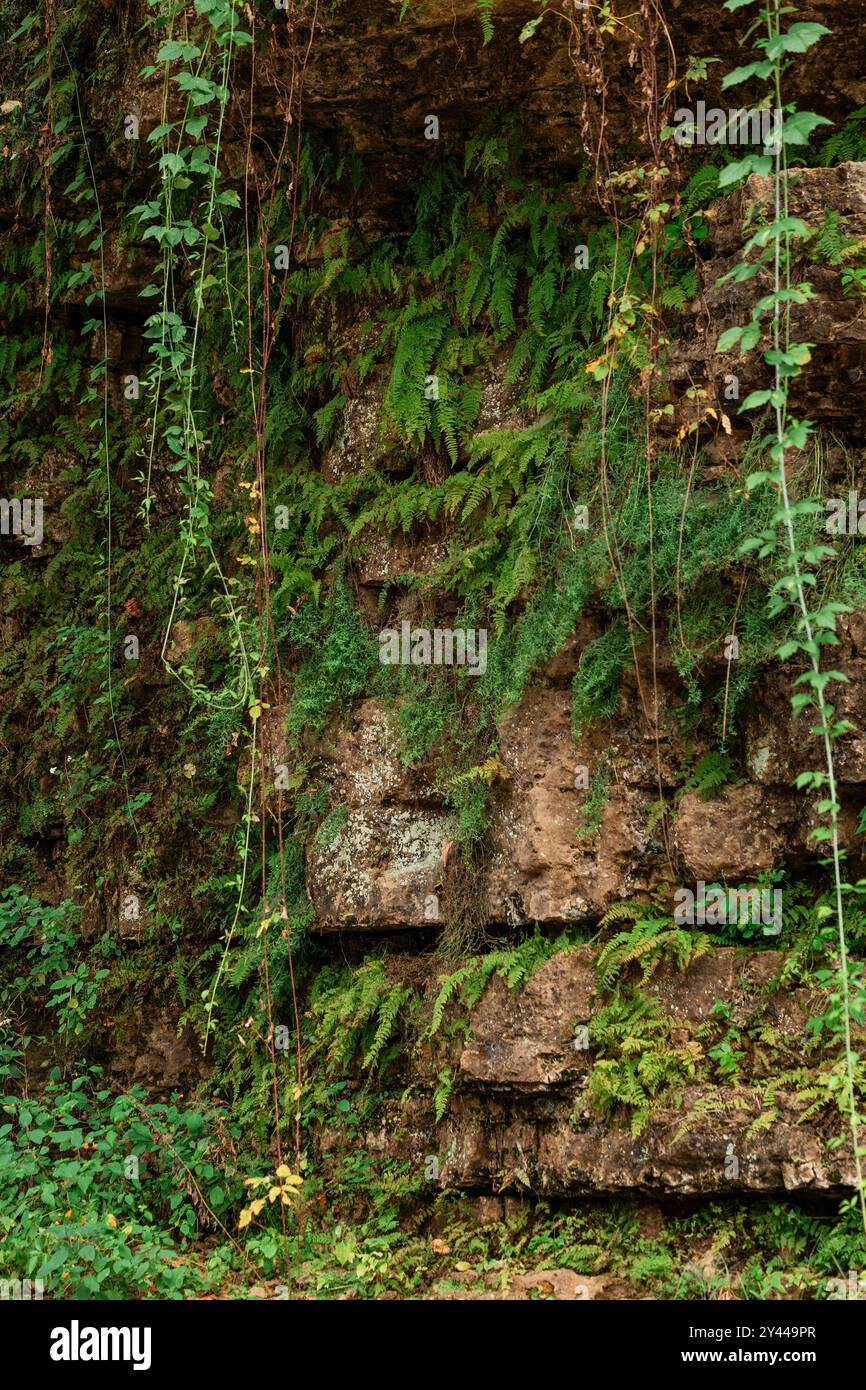 Rocks overgrown fresh green hi-res stock photography and images - Alamy