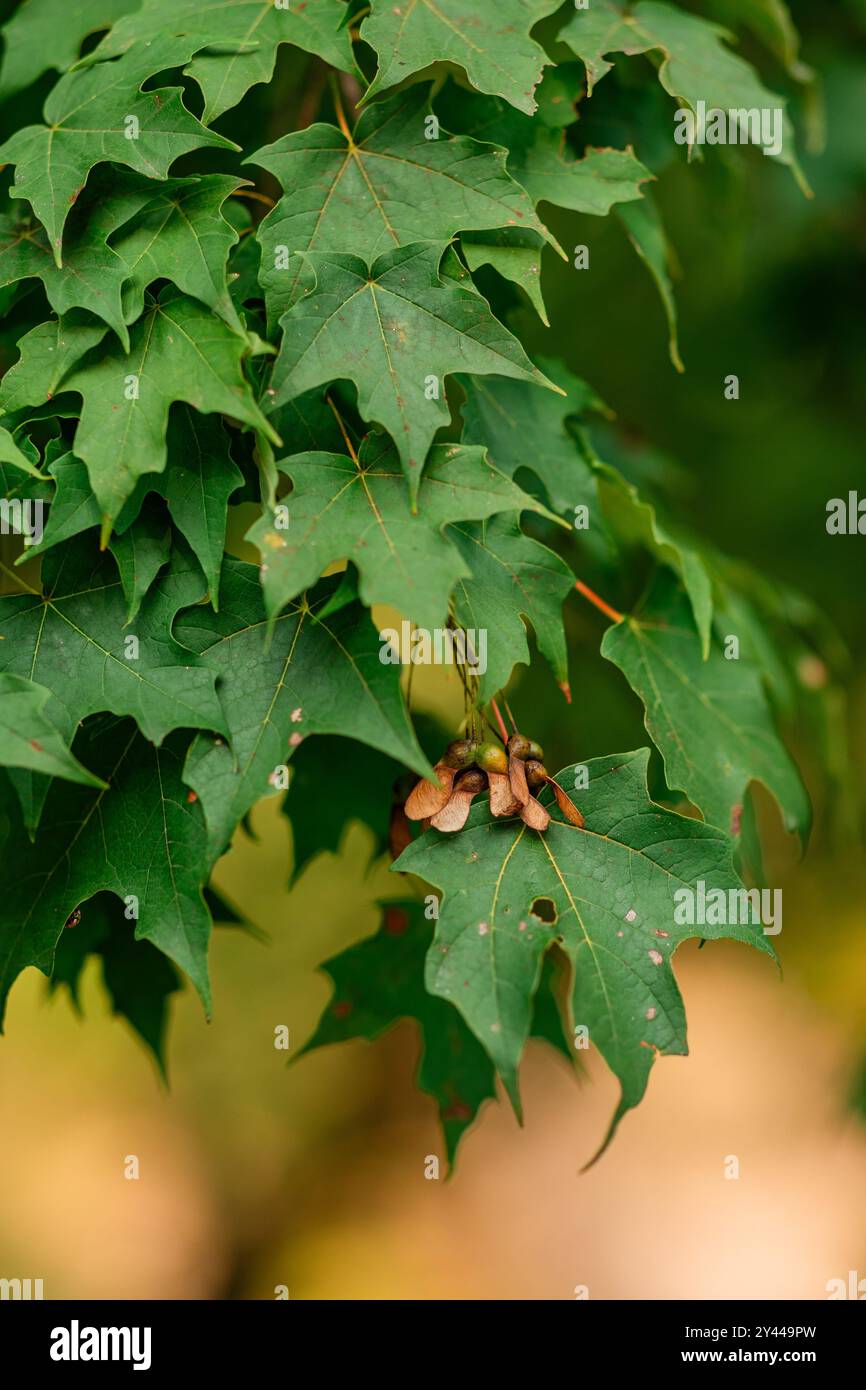 maple leaves seeds among greenery Stock Photo - Alamy