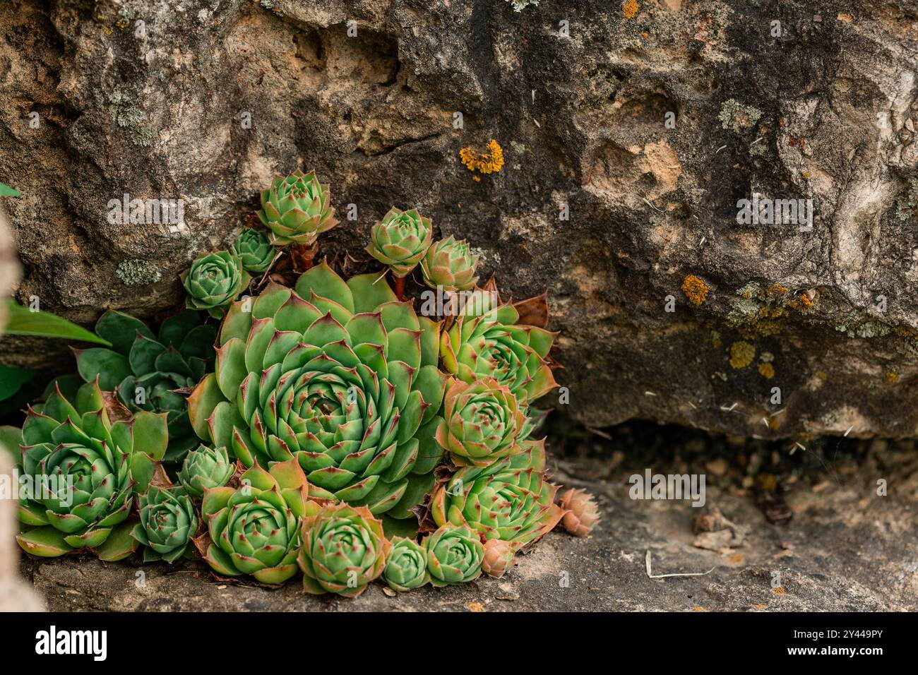 succulents growing on side of rocks Stock Photo - Alamy