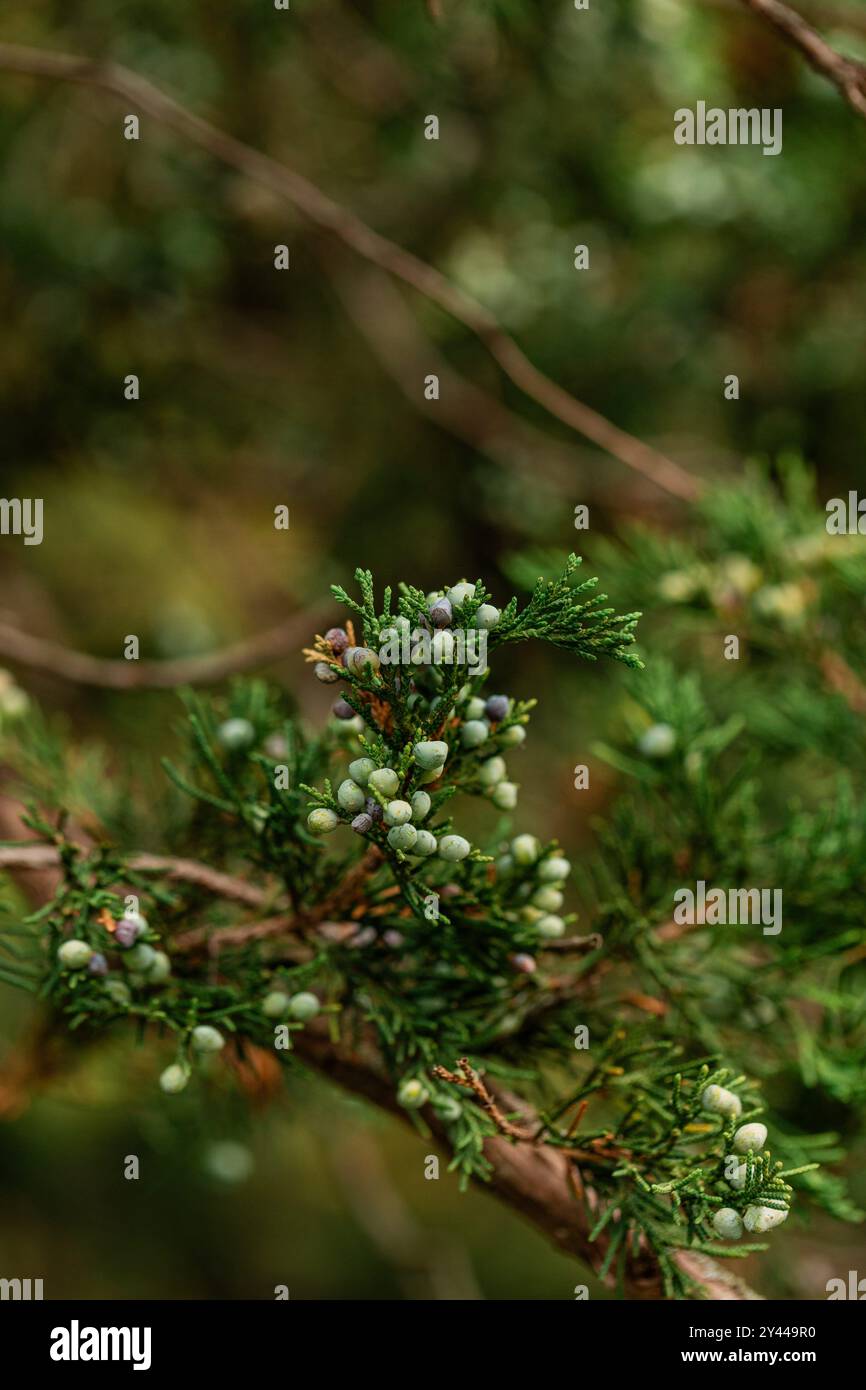 Juniper leaves hi-res stock photography and images - Alamy