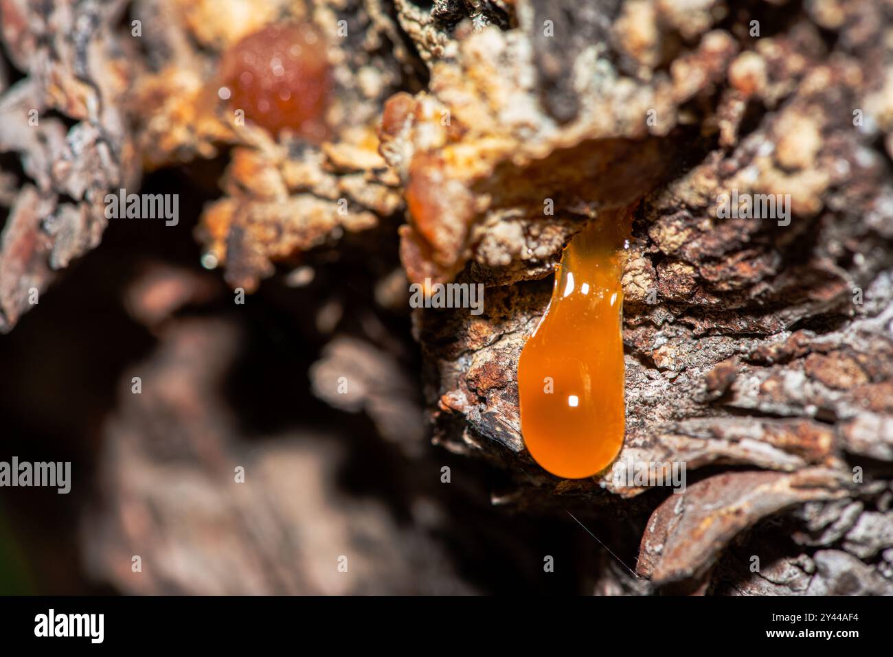 Fossilized tree sap hi-res stock photography and images - Alamy