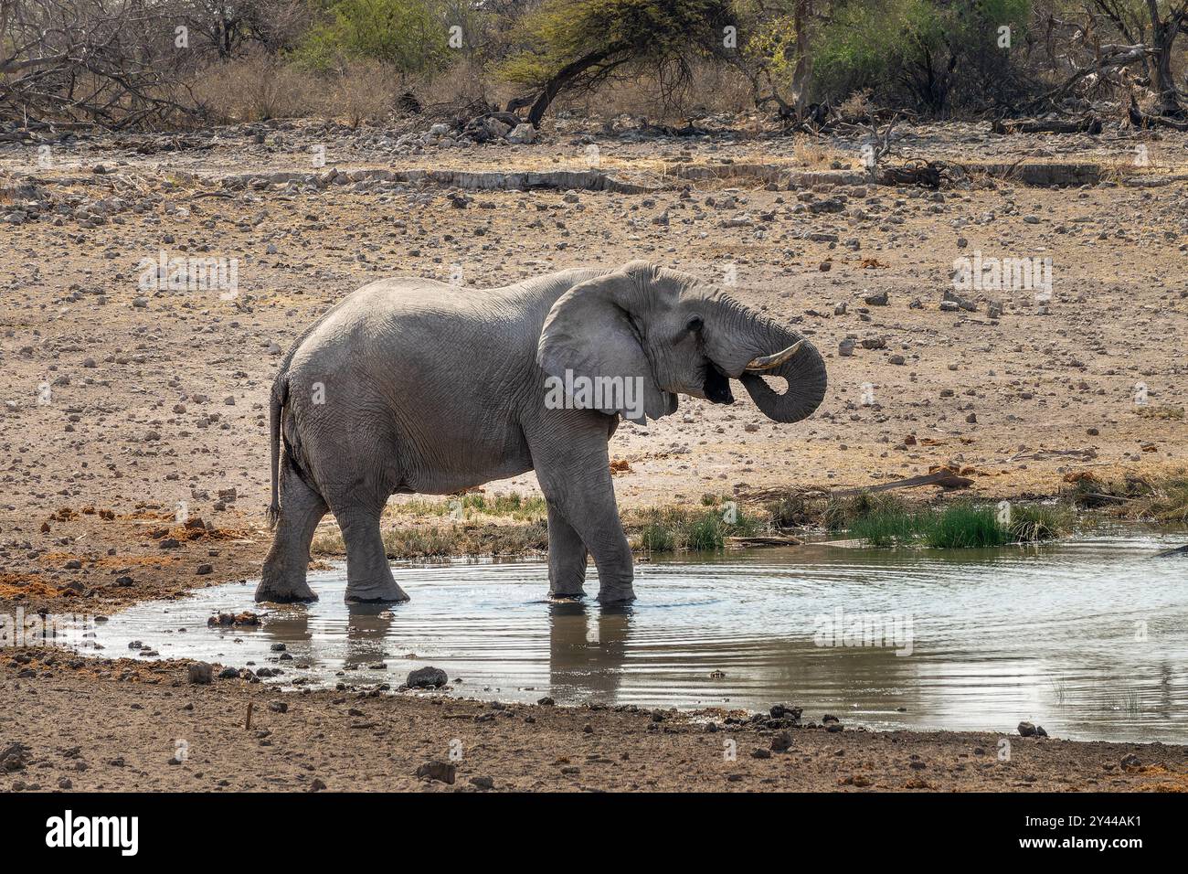 Lone elephant drinking at a waterhole, wildlife safari and game drive ...