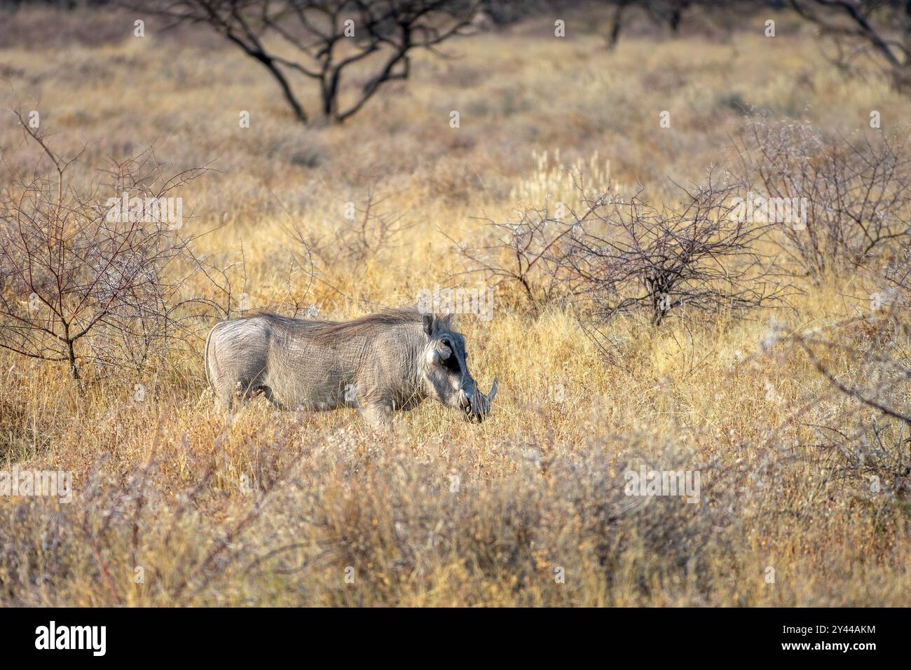 Photo of a warthog in the savanna, wildlife safari and game drive in ...
