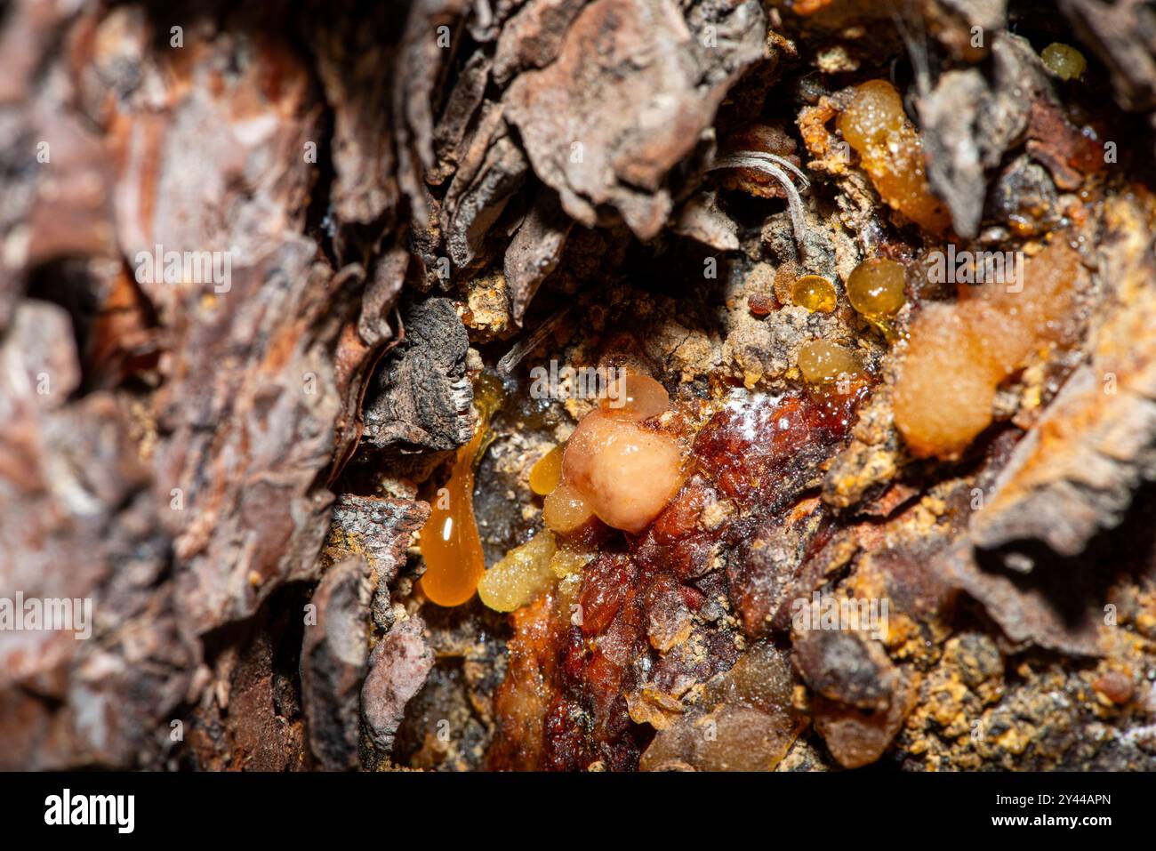 A stunning macro photo capturing the intricate details of amber resin ...