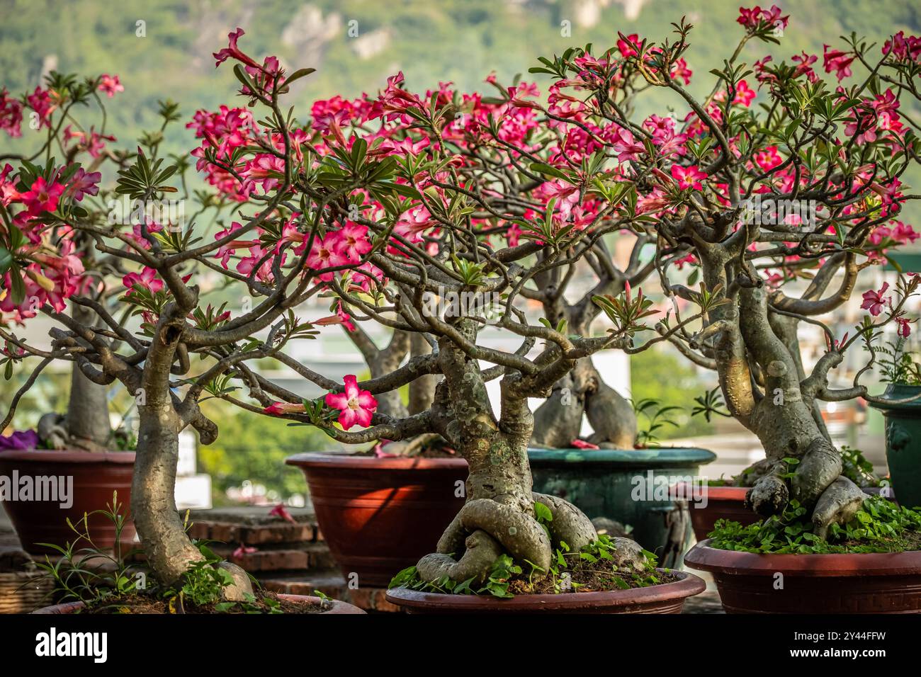 Pink azalea trees in a pots outdoor in a garden. Pink flowers Adenium ...