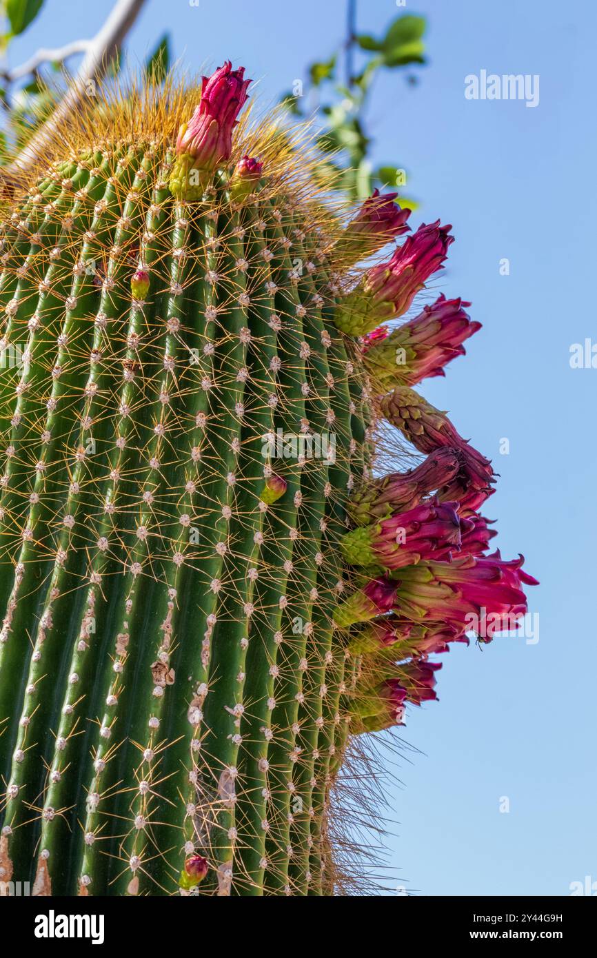 Cephalocereus polylophus hi-res stock photography and images - Alamy