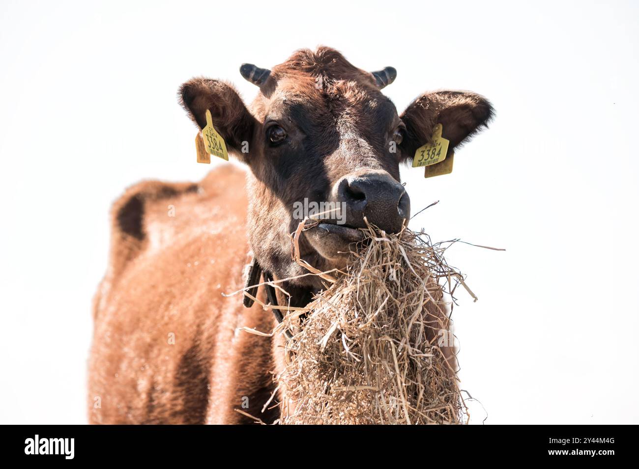 Brown Cypriot cow eating hay in front of white background at Akrotiri ...