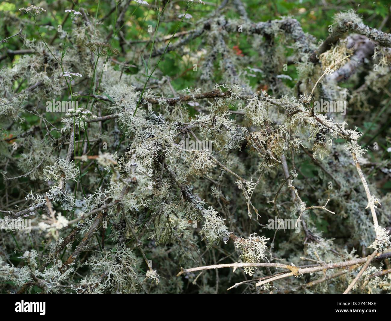The branches are densely covered with branch lichens, showcasing ...