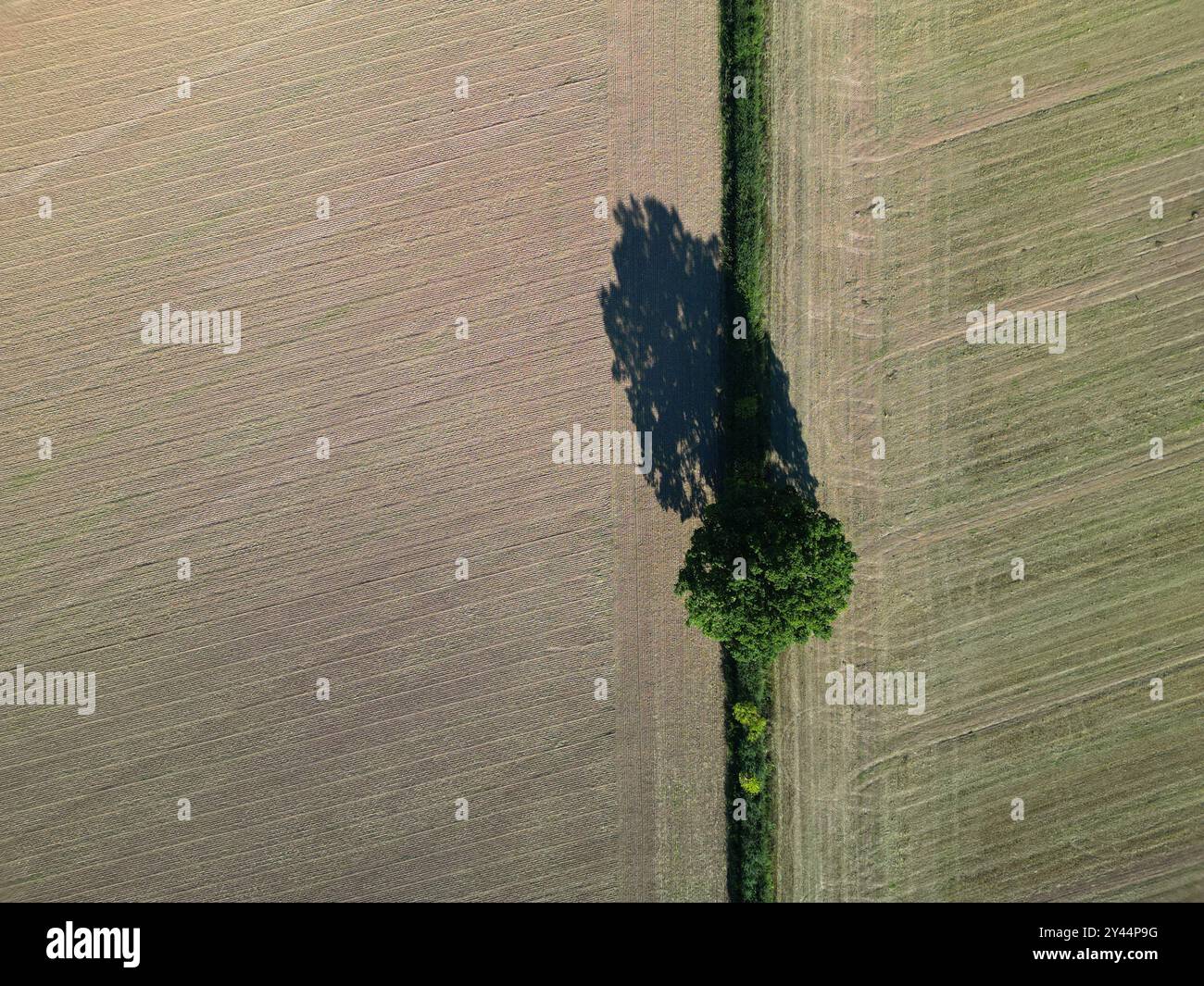 Aerial view of a single tree with long summer evening shadow on the ...