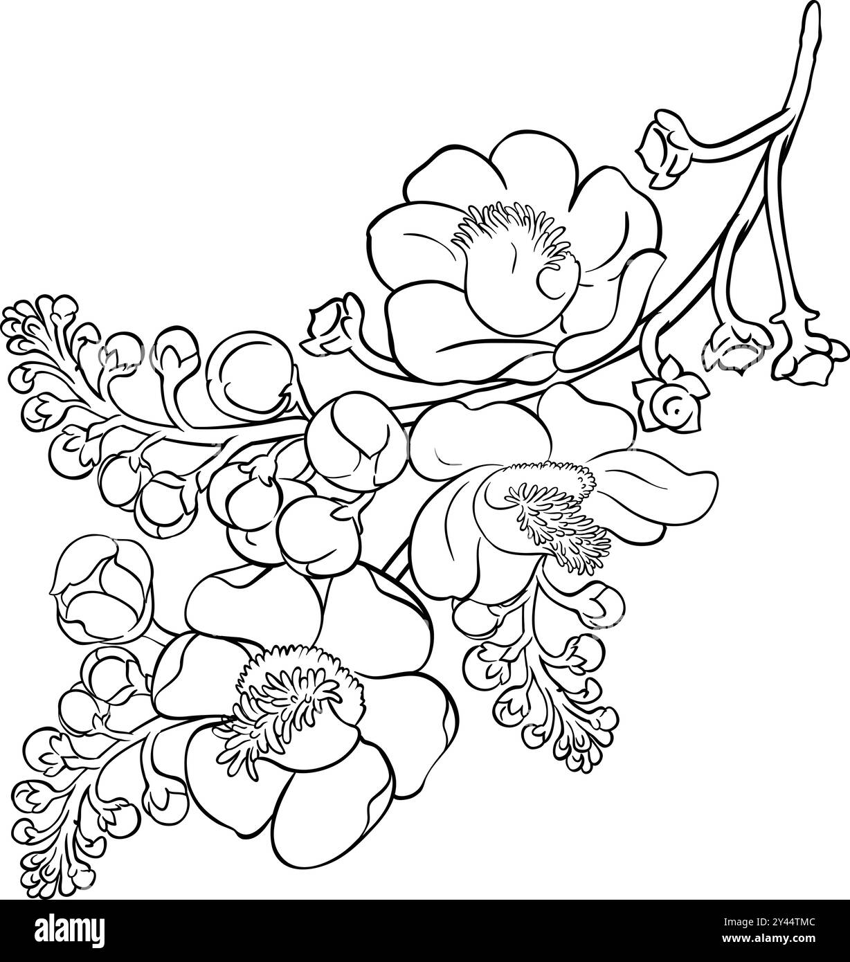 Brazil Nut Flowers Outline Illustration Stock Vector Image & Art - Alamy