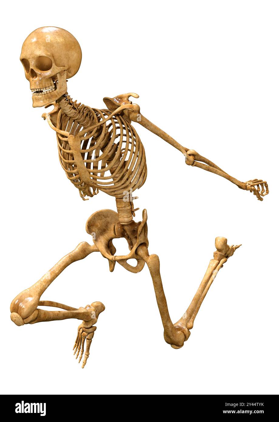 3D rendering of a human skeleton isolated on white background Stock ...
