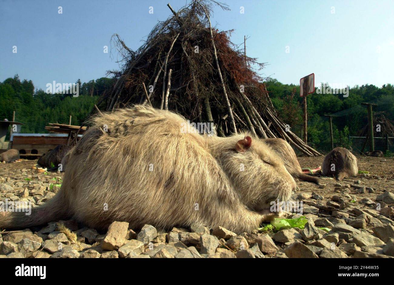 the nutria is a rodent animal called Myocastor the nutria is a rodent ...