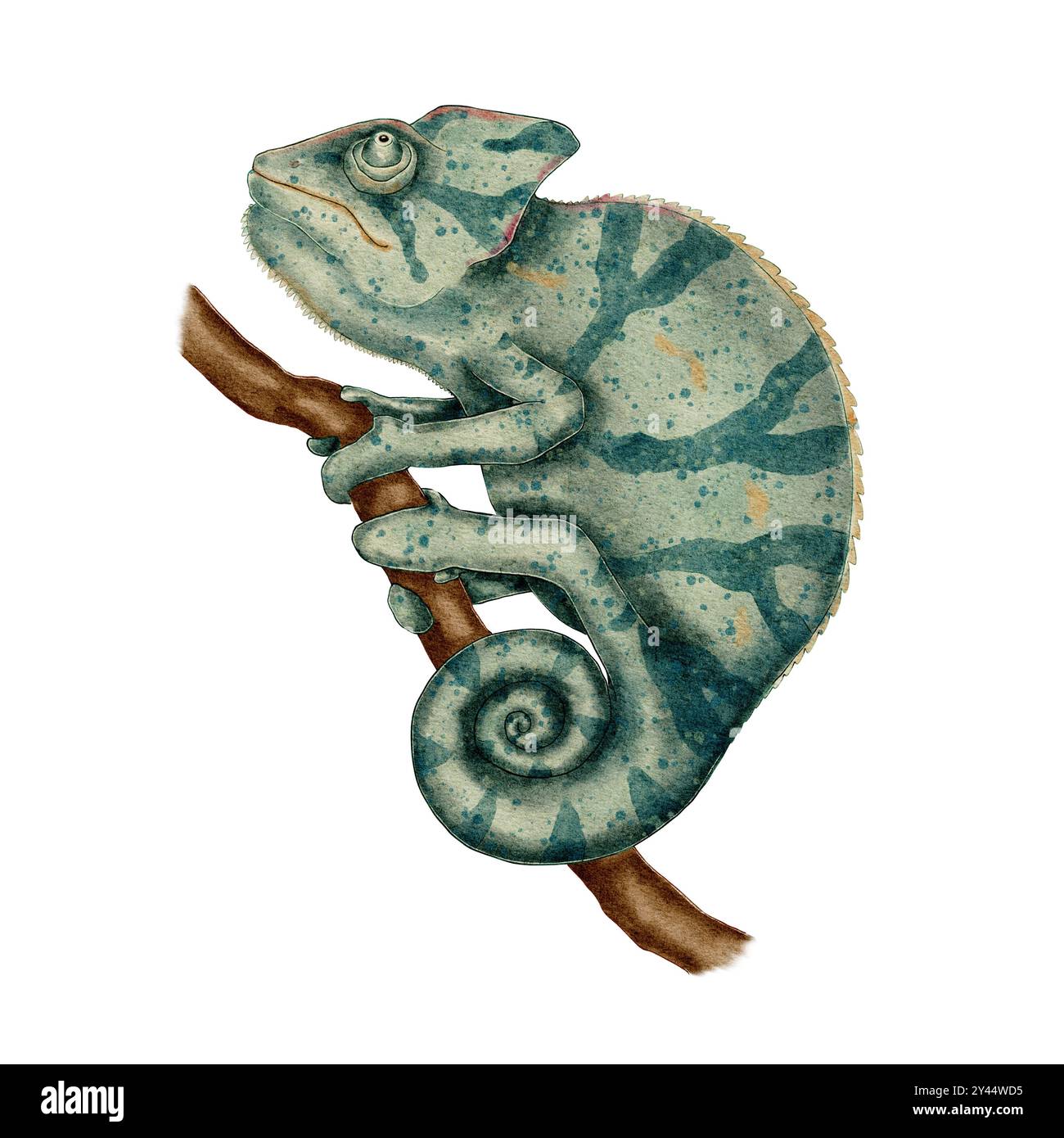 Tropical Animal, Chameleon Watercolor Illustration Stock Photo - Alamy
