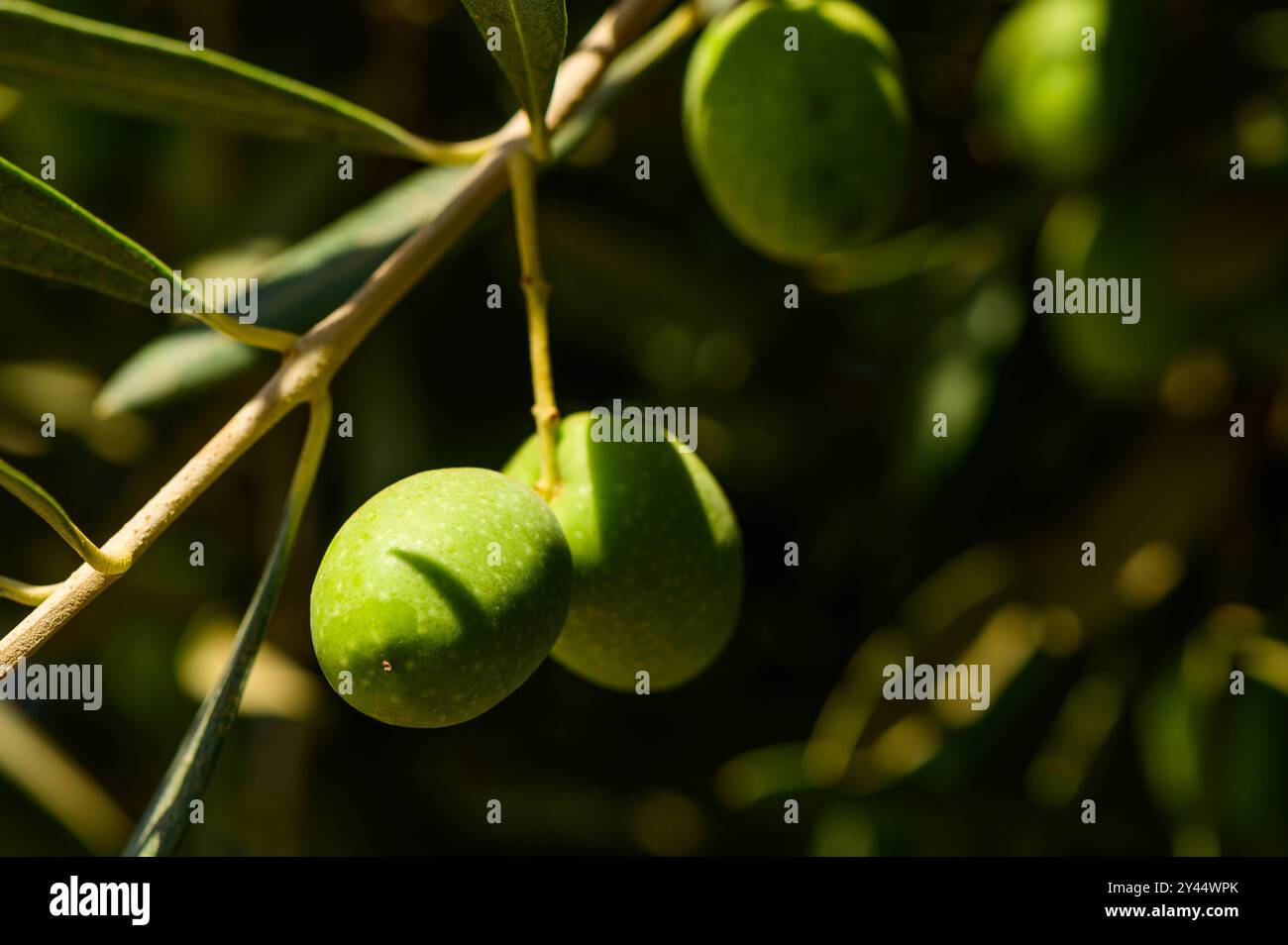 Close up of fresh spanish green olives hanging on olive tree branch on sunny day Stock Photo - Alamy