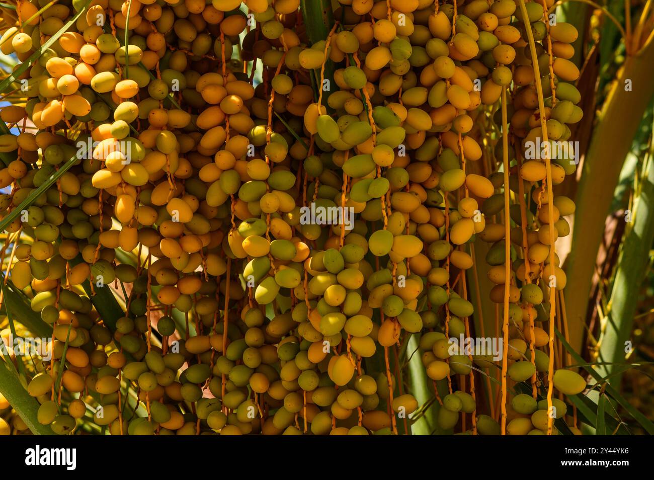 Dates Growing On Palm Tree Stock Photo - Alamy