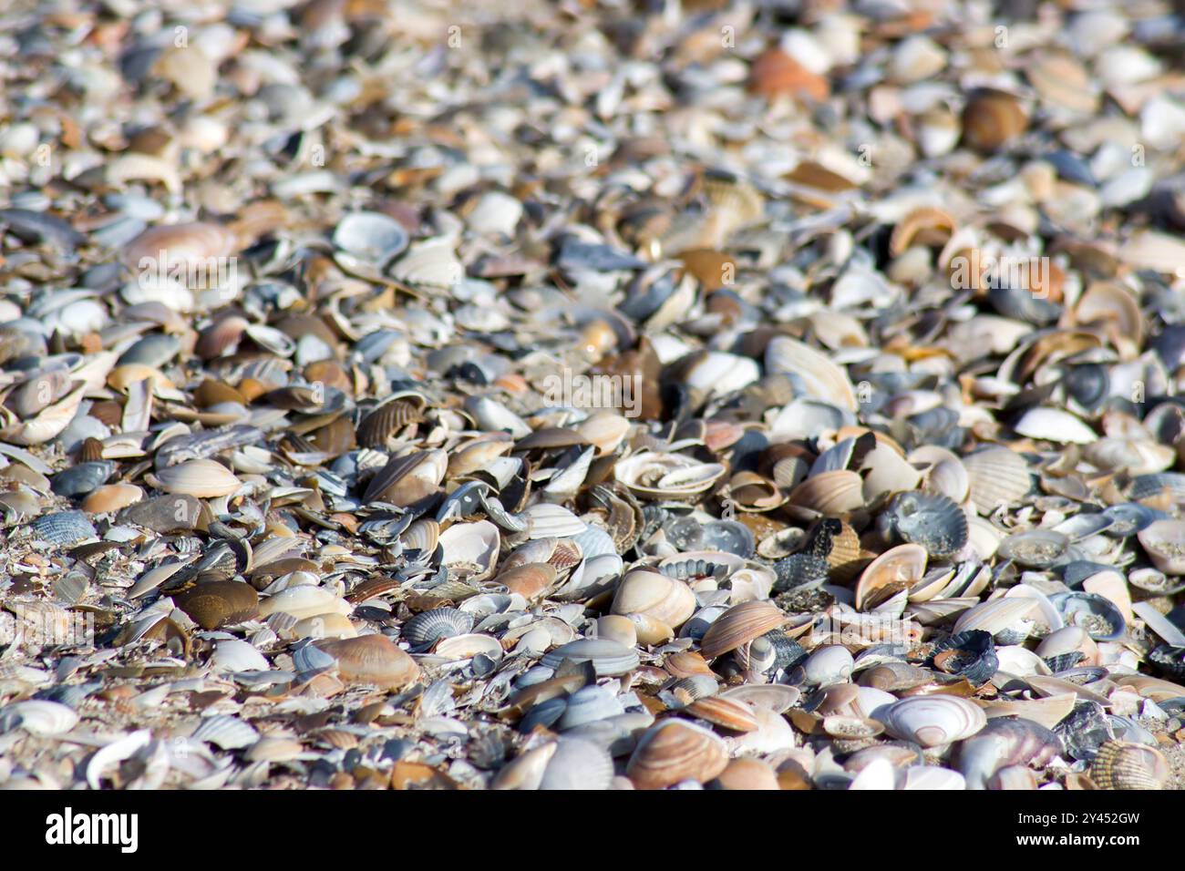 sea shells on the beach in the Netherlands, Renesse, Zeeland Stock ...