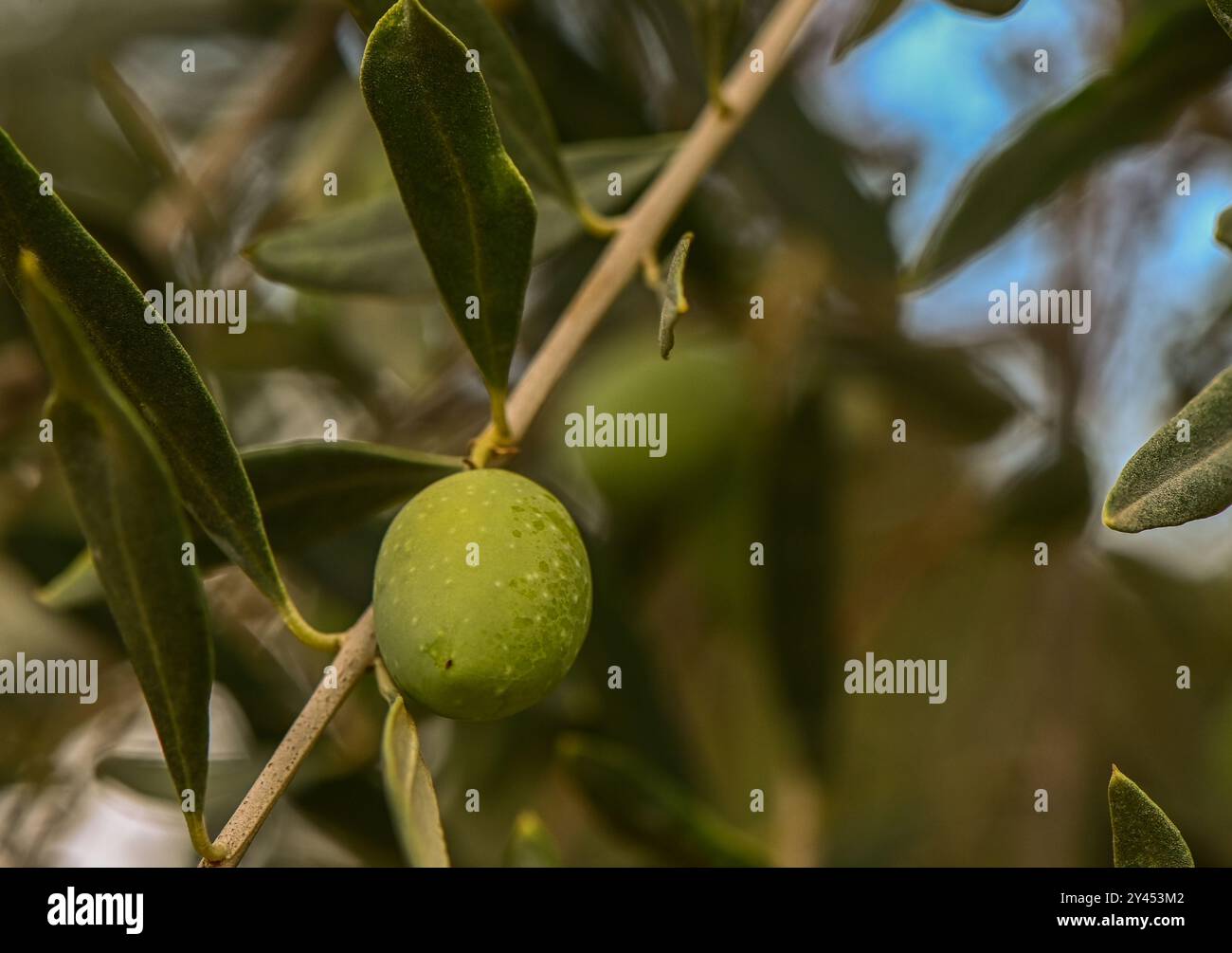 Detail of olive tree with green olives Close-Up Of Fruits Growing On ...