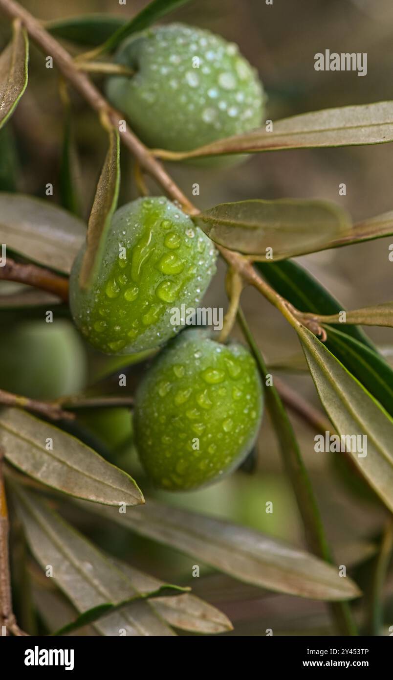 Detail of olive tree with green olives Close-Up Of Fruits Growing On ...