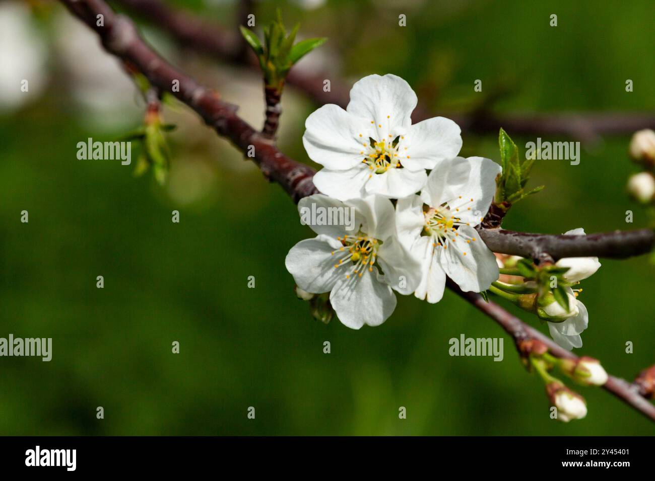 Branches of flowering sand cherry tree covered in white blossoms Stock ...