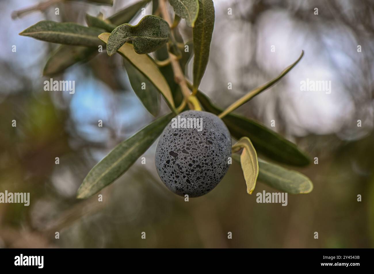 Branch of an olive tree in autumn with olives in ripeness.1 Stock Photo ...