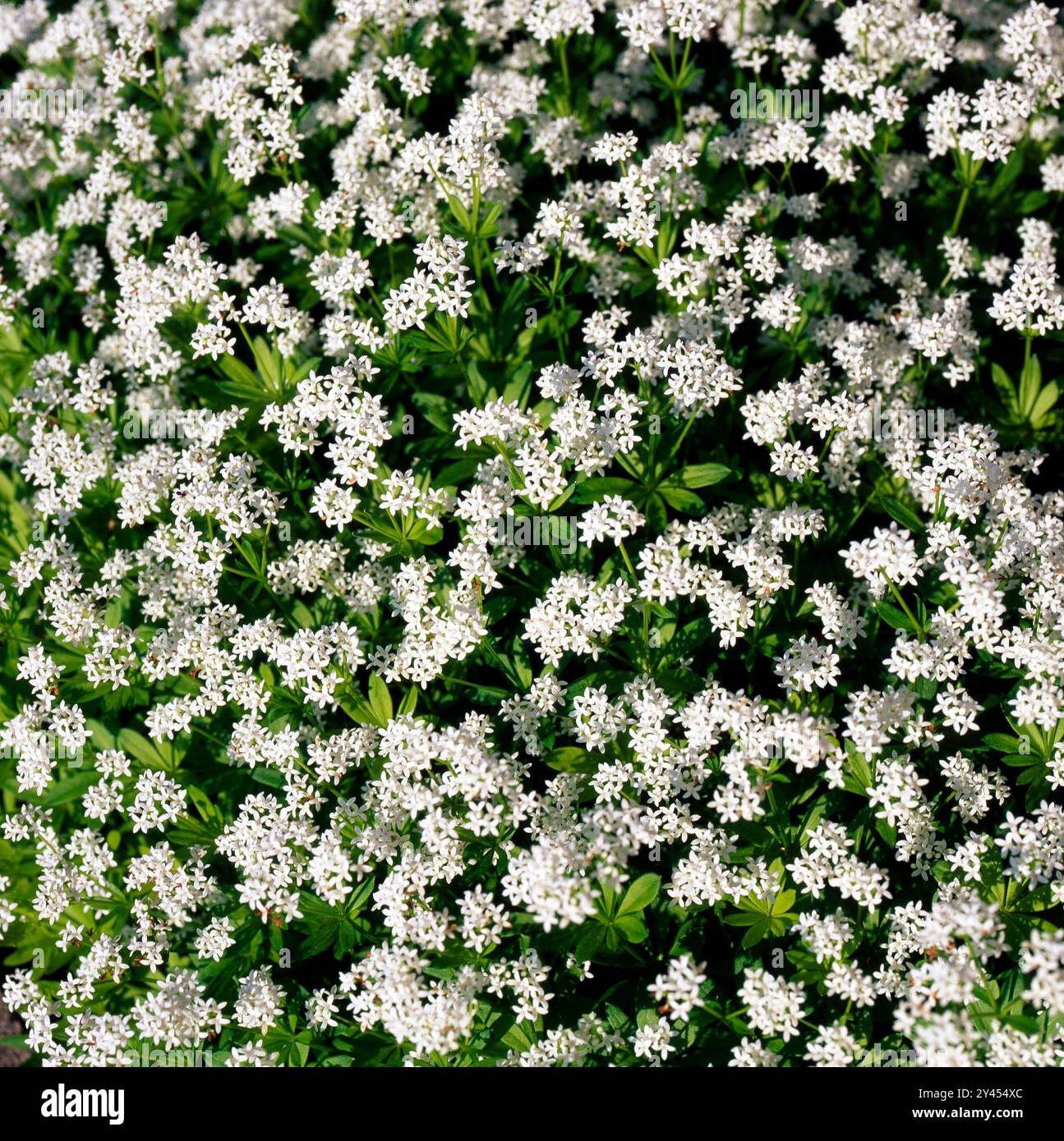 Waldmeister bonbons hi-res stock photography and images - Alamy