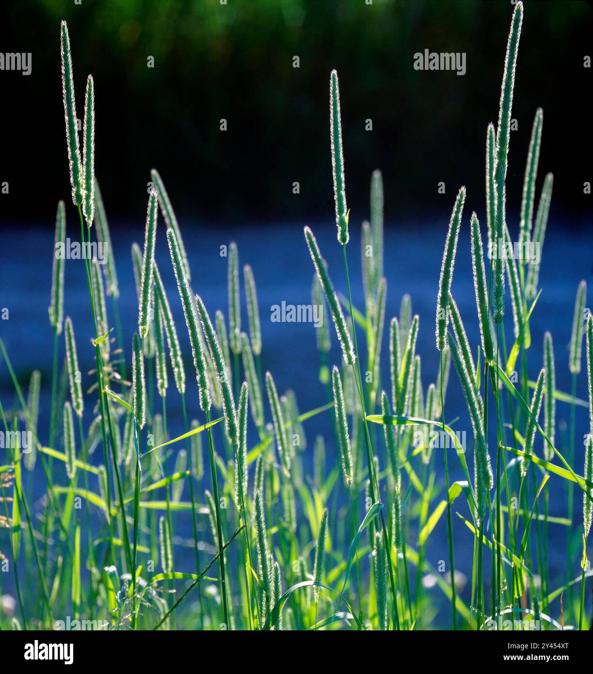 Von Juni bis September blueht auf Wiesen und Weiden das bs zu einem ...