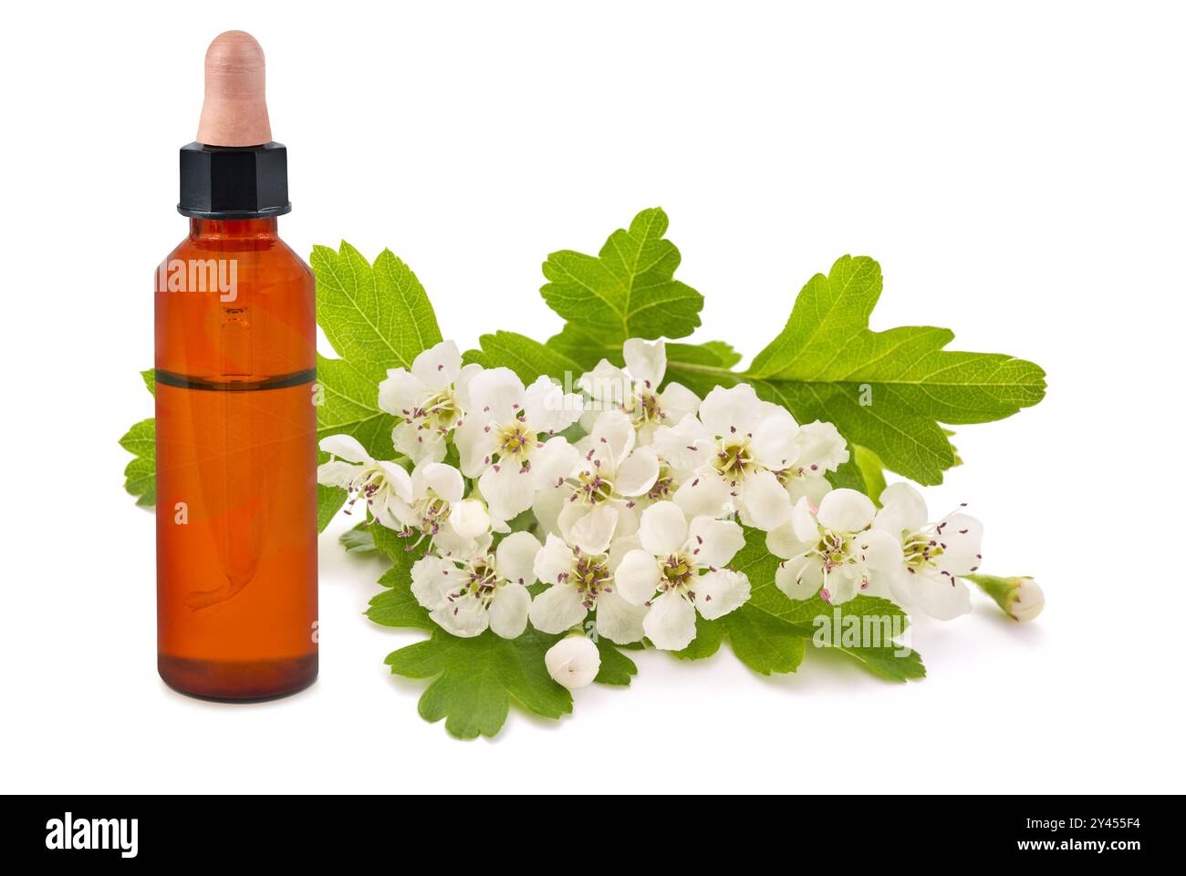 Hawthorn flowers and glass bottle with essential oil isolated on white ...
