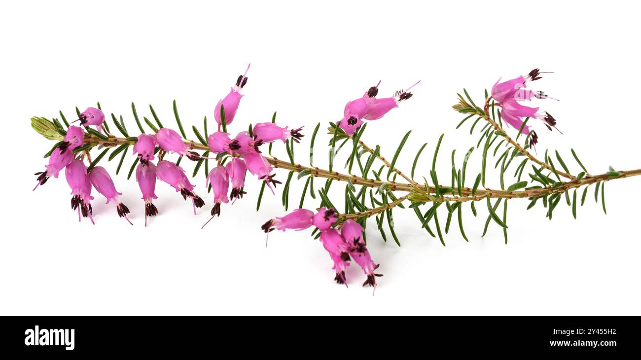 Purple heather flowers isolated on white background Stock Photo - Alamy