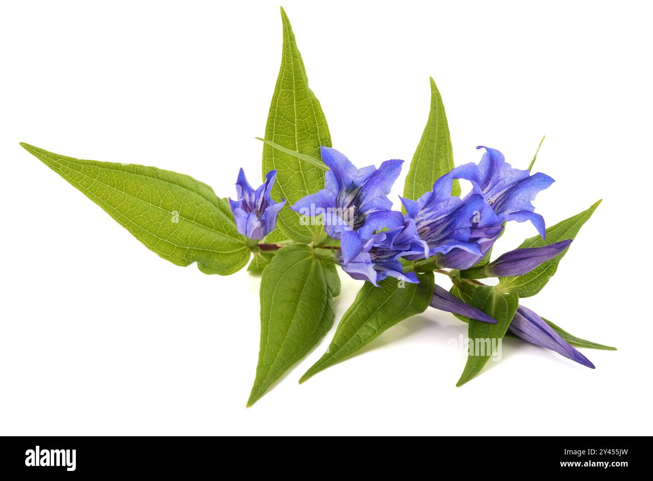 Willow gentian isolated on white background Stock Photo - Alamy
