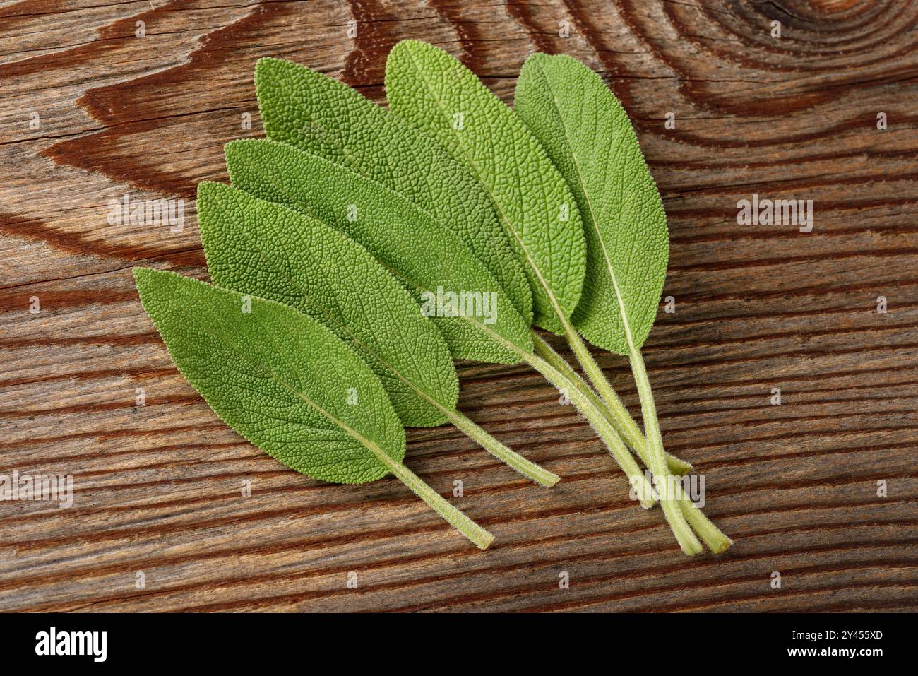 Sprig fresh sage herb hi-res stock photography and images - Alamy