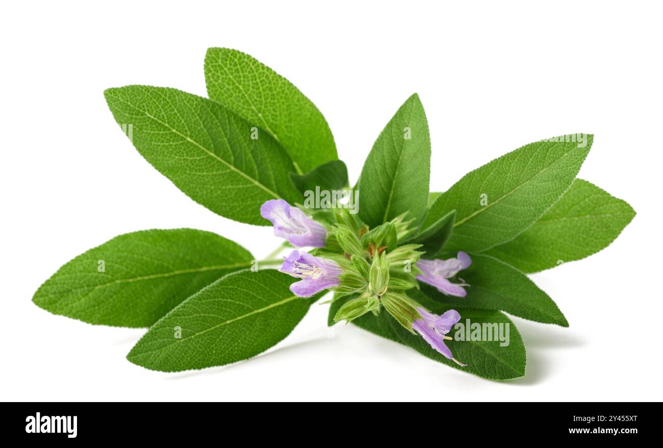 Sage with flowers isolated on white background Stock Photo - Alamy