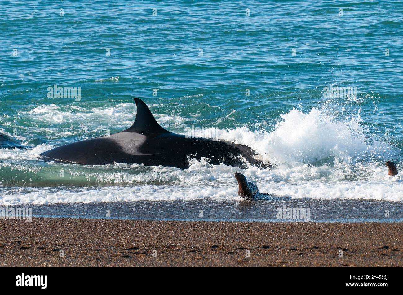 Killer Whale, Orca, hunting a sea lions , Peninsula Valdes, Patagonia ...
