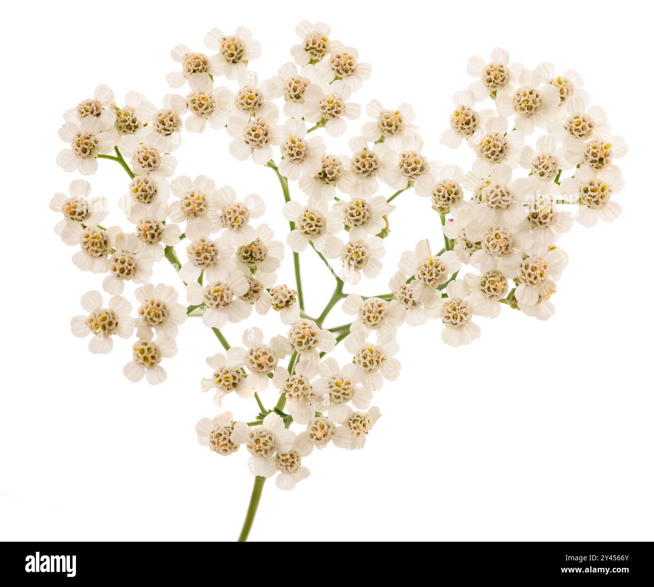White yarrow flowers isolated on white background Stock Photo - Alamy