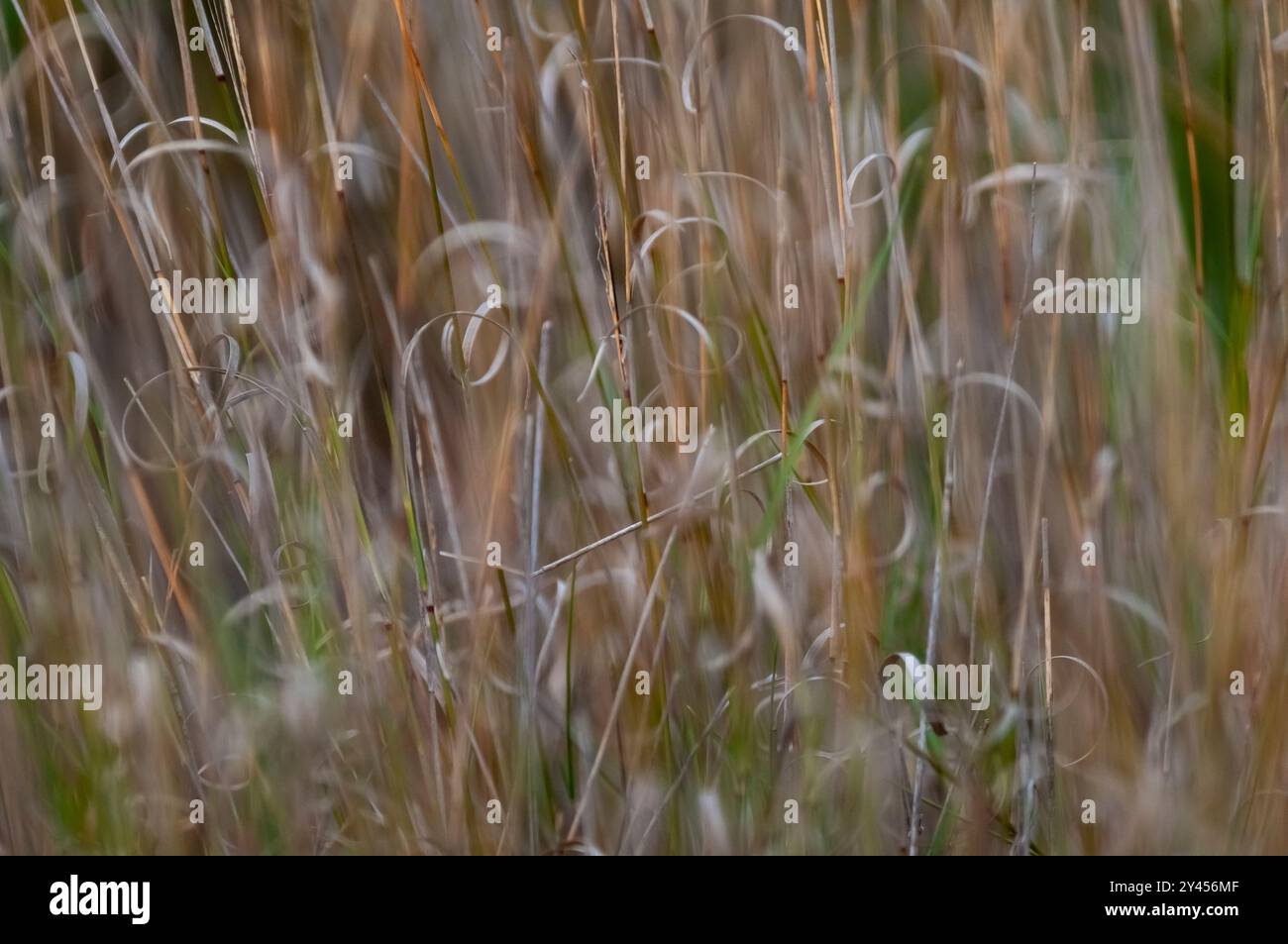 Grass texture abstract patterns, Exploring the Essence of Abstracted ...