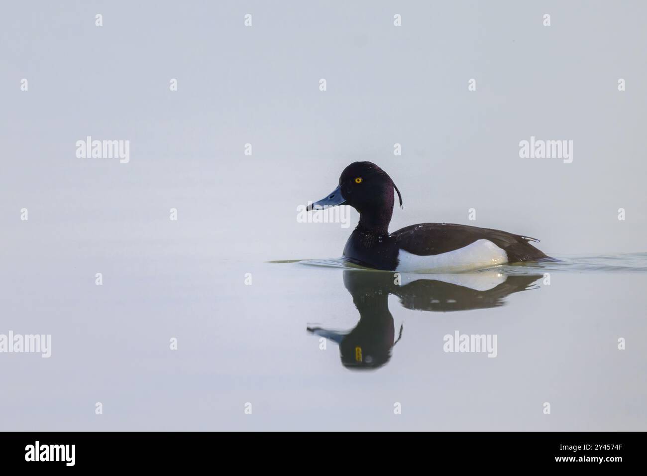 A male tufted duck swimming on a lake, sunny morning in springtime ...