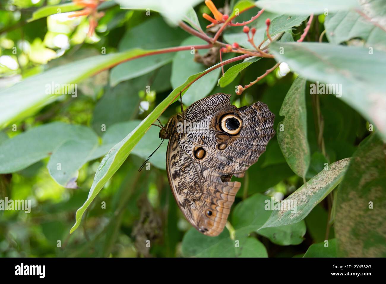 Brown Owl Butterfly with clear eyespot on wing clings to the underside ...