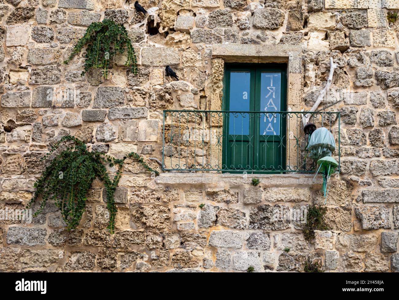 Caper bushes (Capparis spinosa) growing out of a house wall on an ...