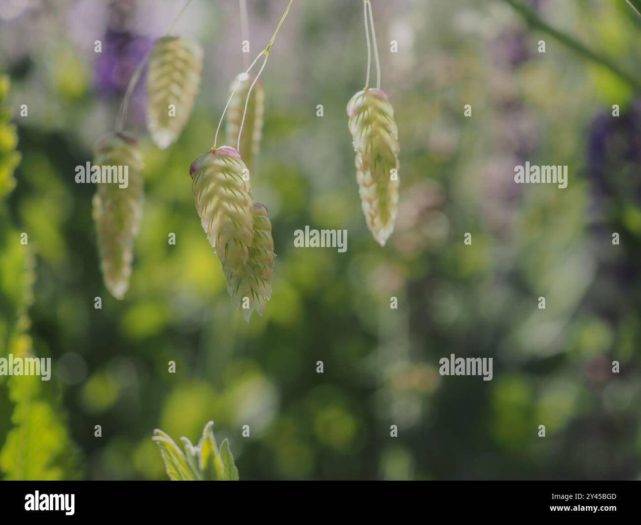 The dangling flowers of Briza maxima (Greater Quaking Grass), an annual ...