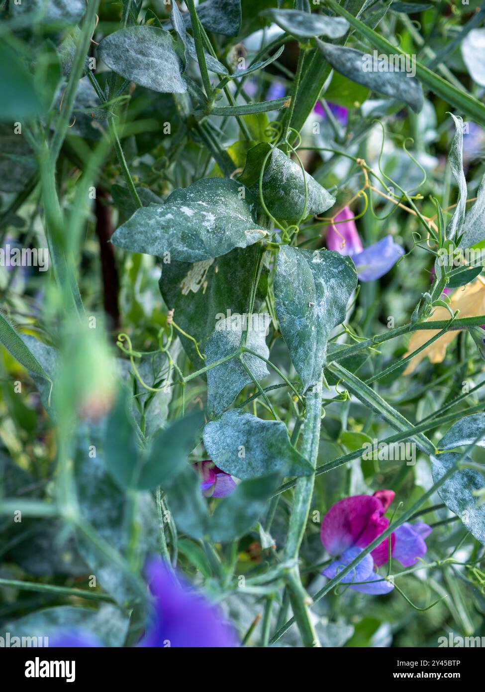 Close up of sweet pea plants (Lathyrus odoratus) at the end of the ...