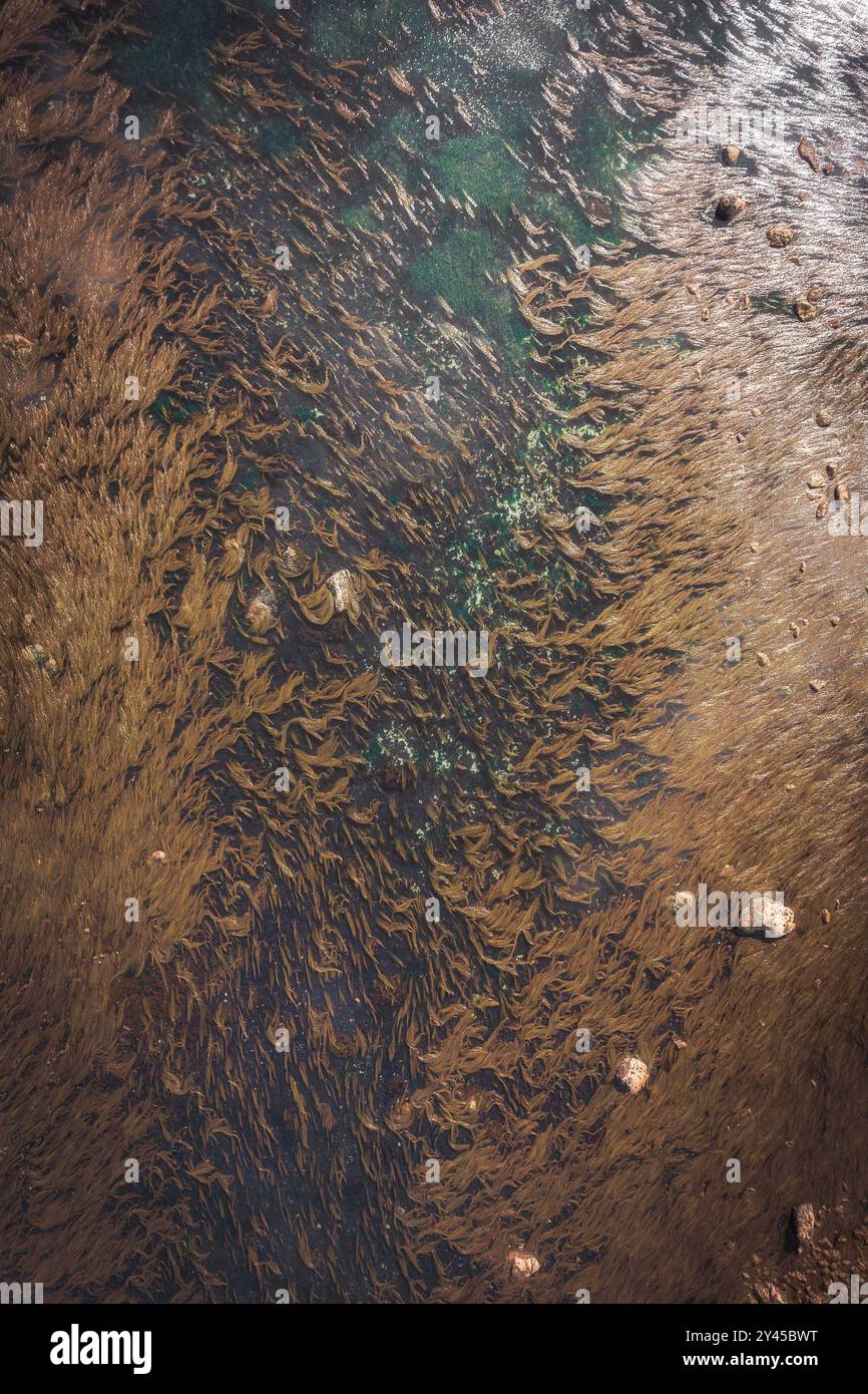 Aerial view of seaweed on the sea surface Stock Photo - Alamy