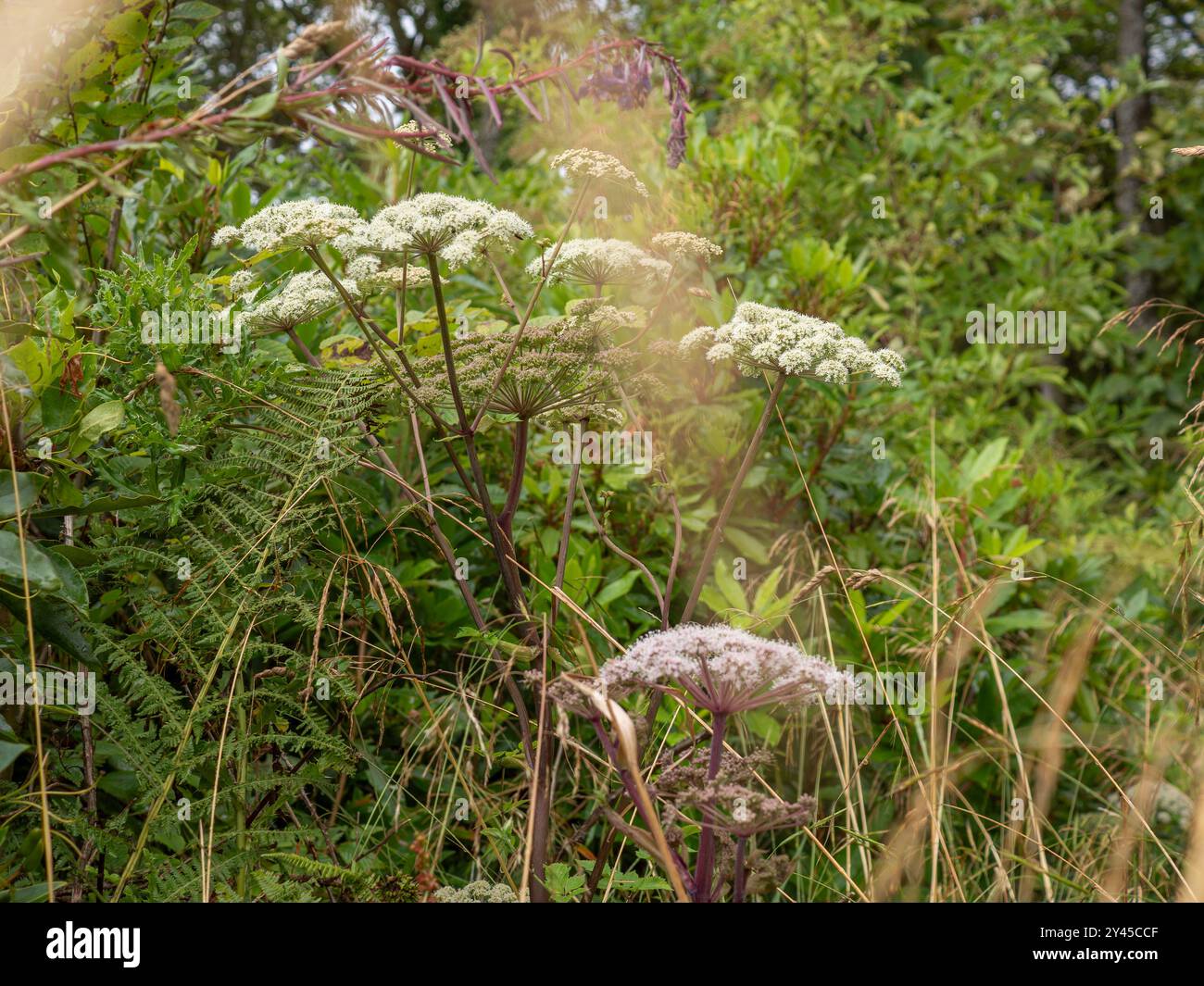 The lush green undergrowth of a British moorland hedgerow in summer ...