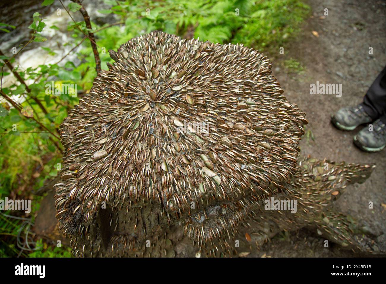 Penny tree stump hi-res stock photography and images - Alamy