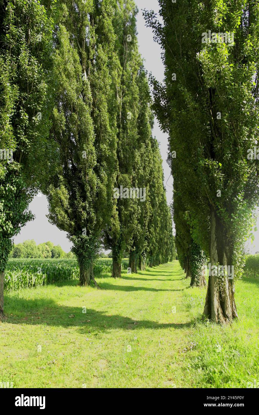 Beautiful avenue with tall green cypress trees Stock Photo - Alamy