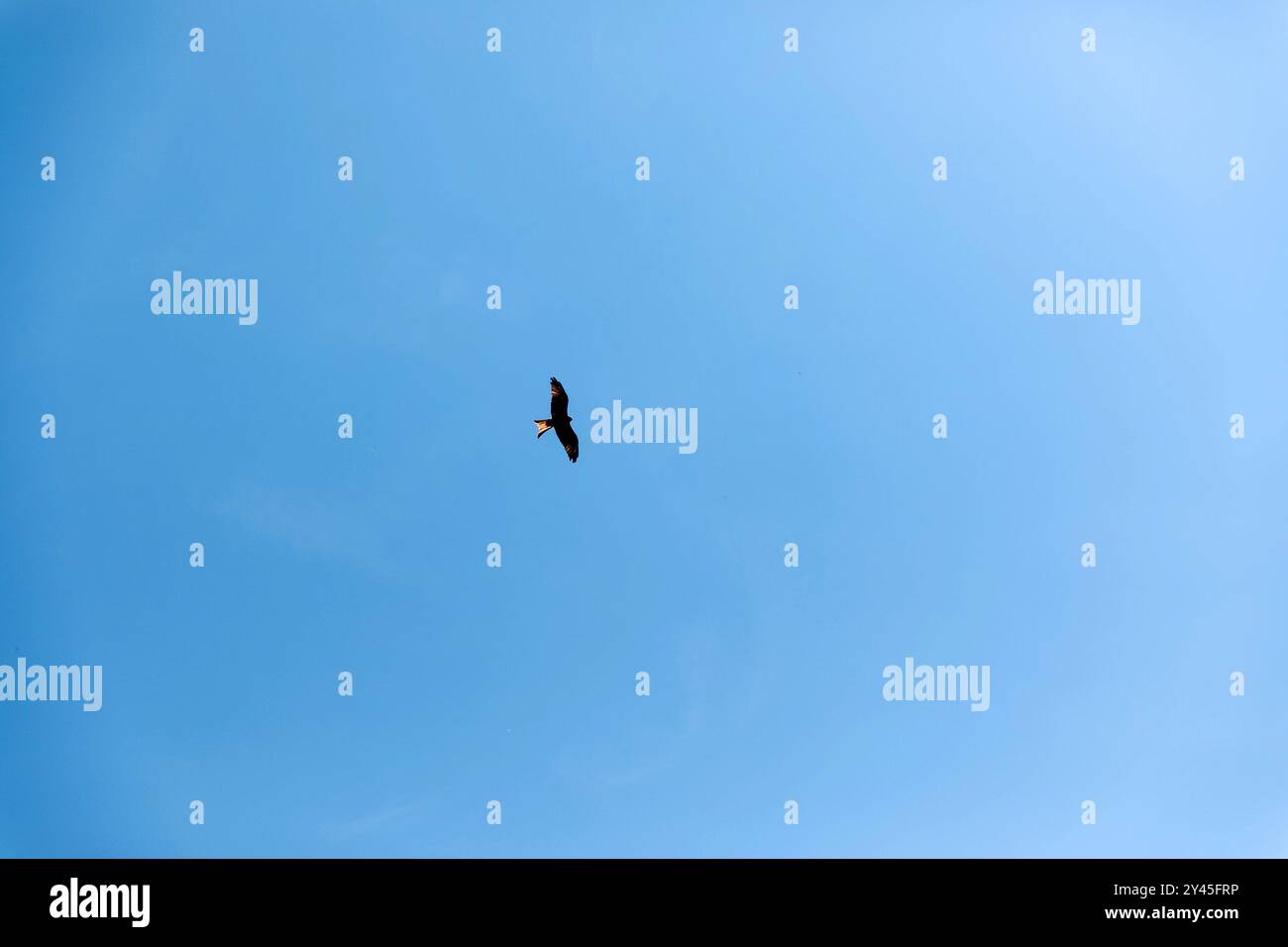 Bird soaring high above in clear blue sky, freedom, nature, tranquility ...