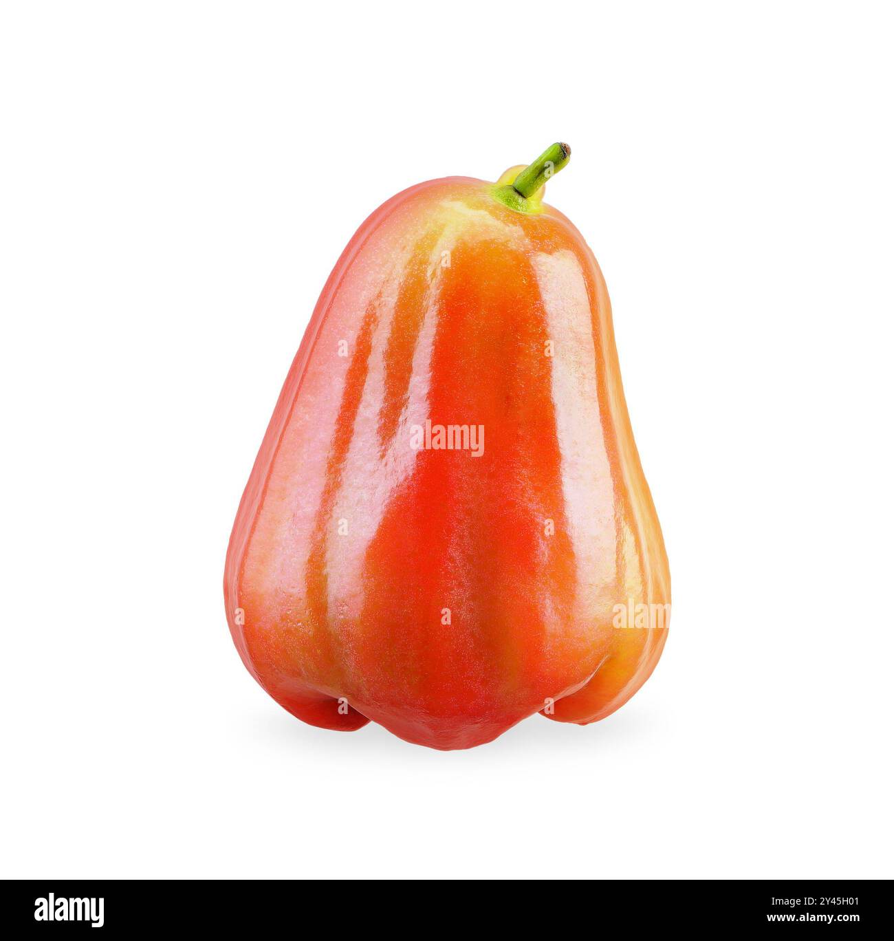 rose apple fruit isolated on white background. rose apple clipping path ...