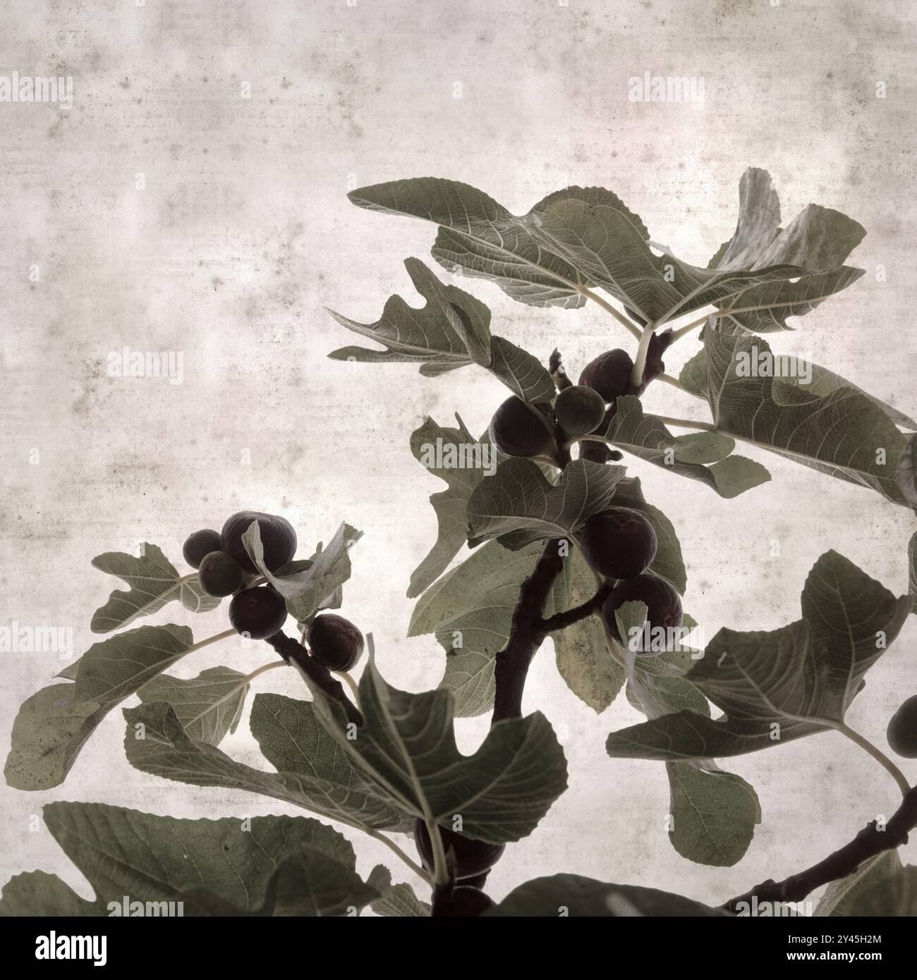 stylish square textured old paper background with ripening fig fruit on ...