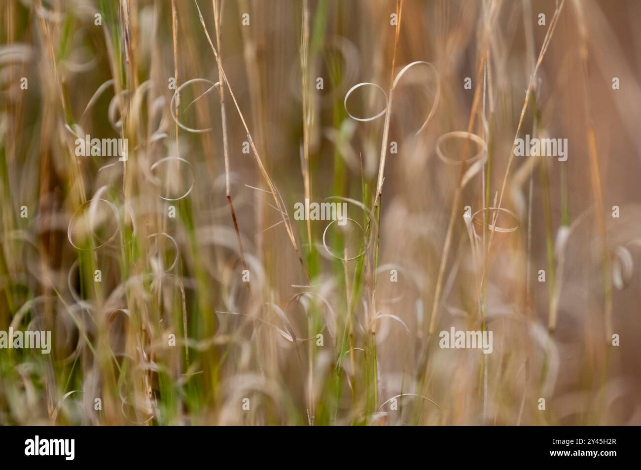 Grass texture abstract patterns, Exploring the Essence of Abstracted ...