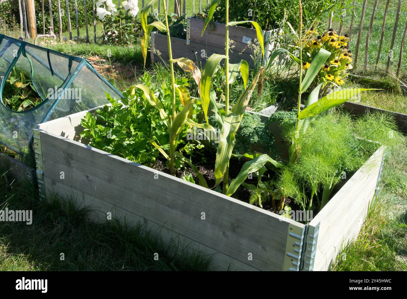 Small Garden, Allotment, Raised Bed Grows Plants Stock Photo - Alamy