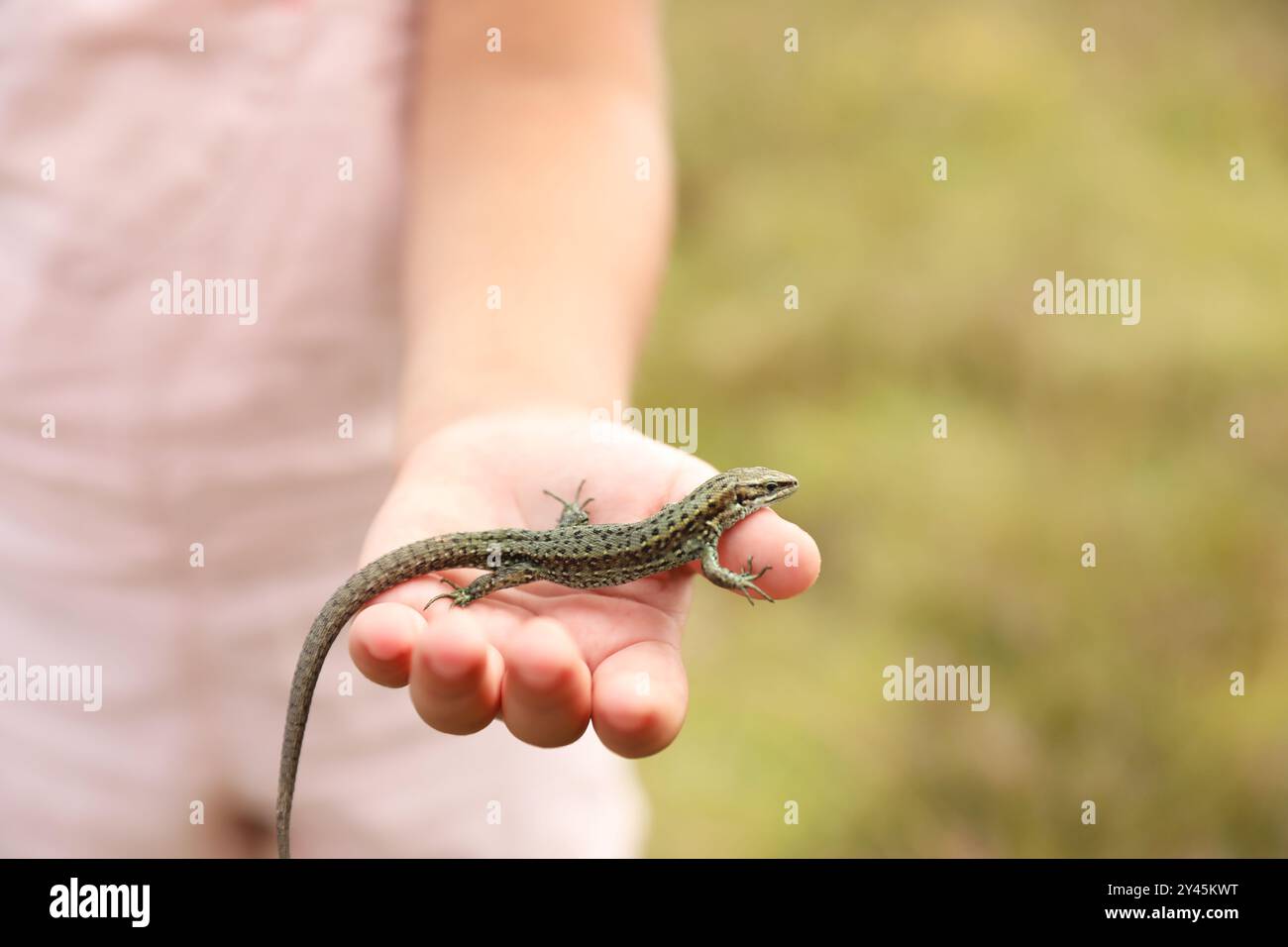 Little girl holding lizard on blurred background, closeup, space for ...