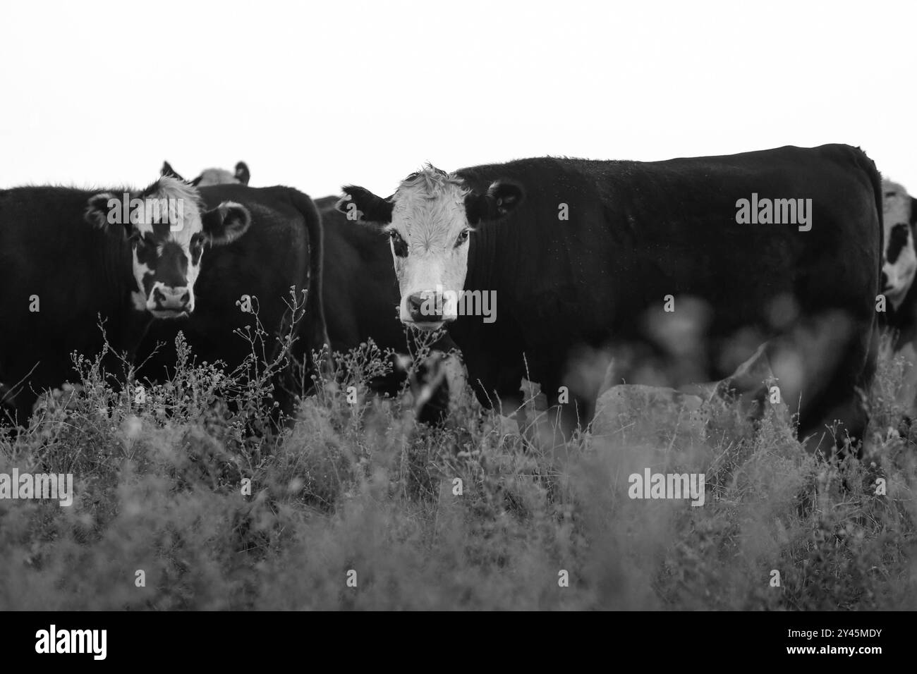 Cattle in the Pampas Countryside, Argentine meat production, La Pampa ...